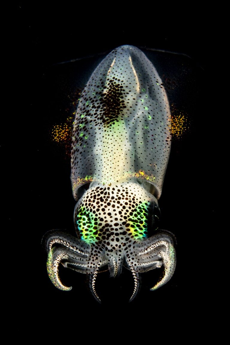 El proyecto ‘Insectos los pequeños grandes desconocidos’ de Pedro Luis ...